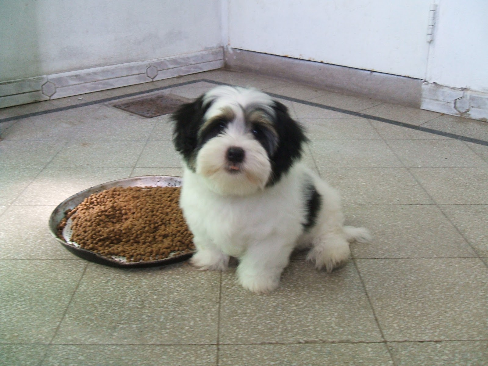 Como Educar a un Bichon Habanero - Guía de Entrenamiento - Raza Bichon ...